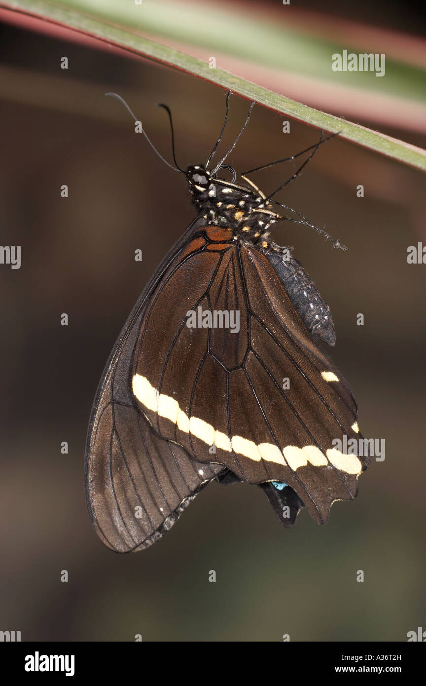 Narrow Green Banded Swallowtail - Papilio nireus Stock Photo - Alamy
