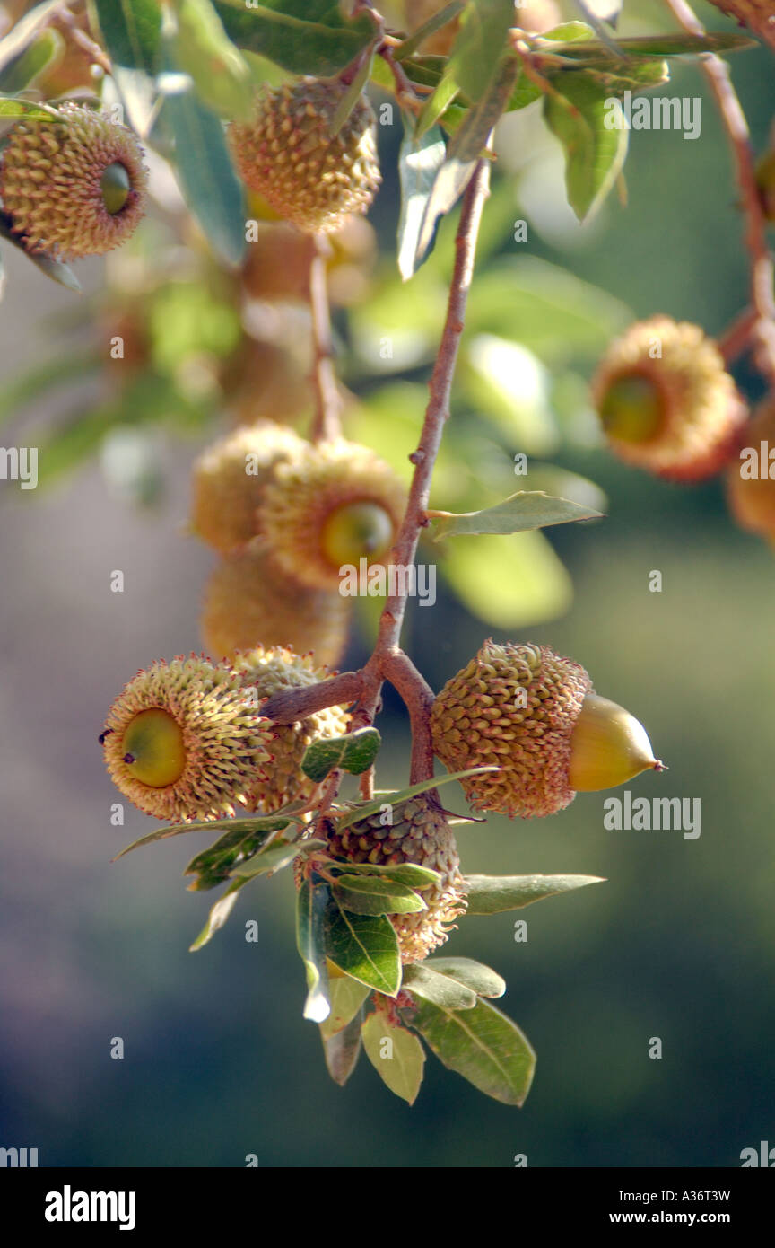 oak acorn fruit Stock Photo - Alamy