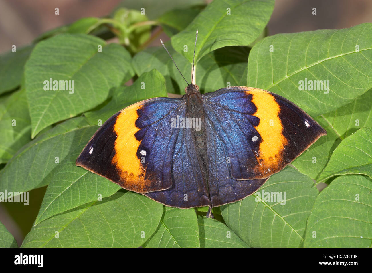 Indian Leaf Butterfly - Kallima paralekta Stock Photo - Alamy