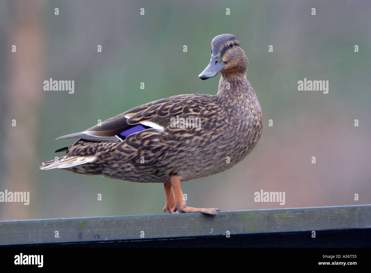 Standing on a gate post hi-res stock photography and images - Alamy