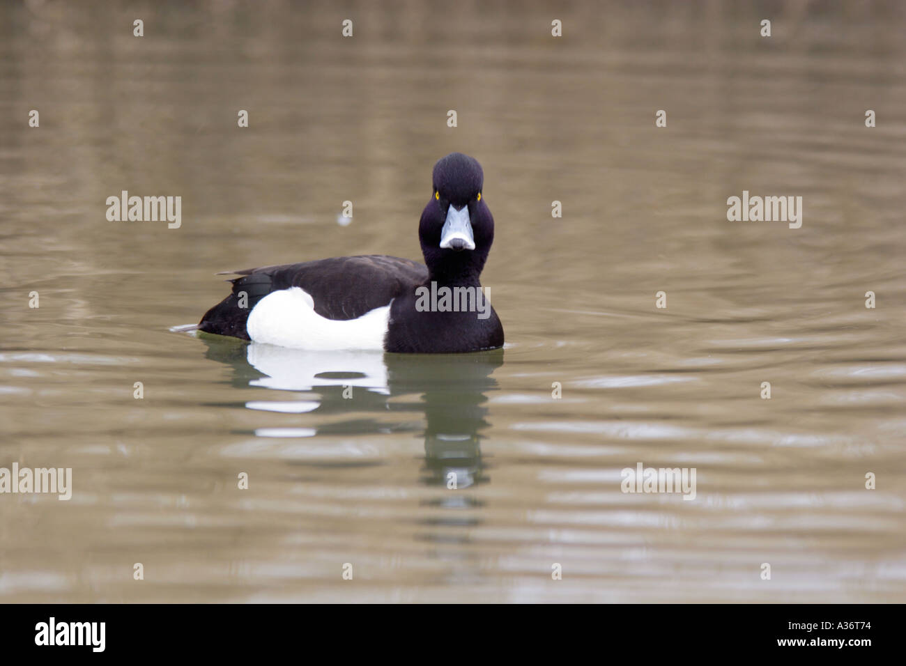 Male Tufted Duck UK spring Stock Photo - Alamy