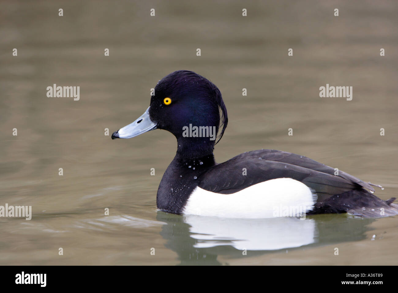 Male Tufted Duck UK spring Stock Photo - Alamy