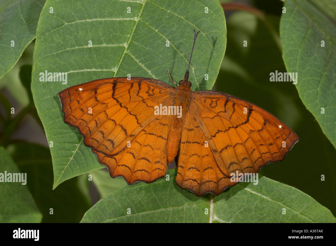 Castor butterfly hi-res stock photography and images - Alamy