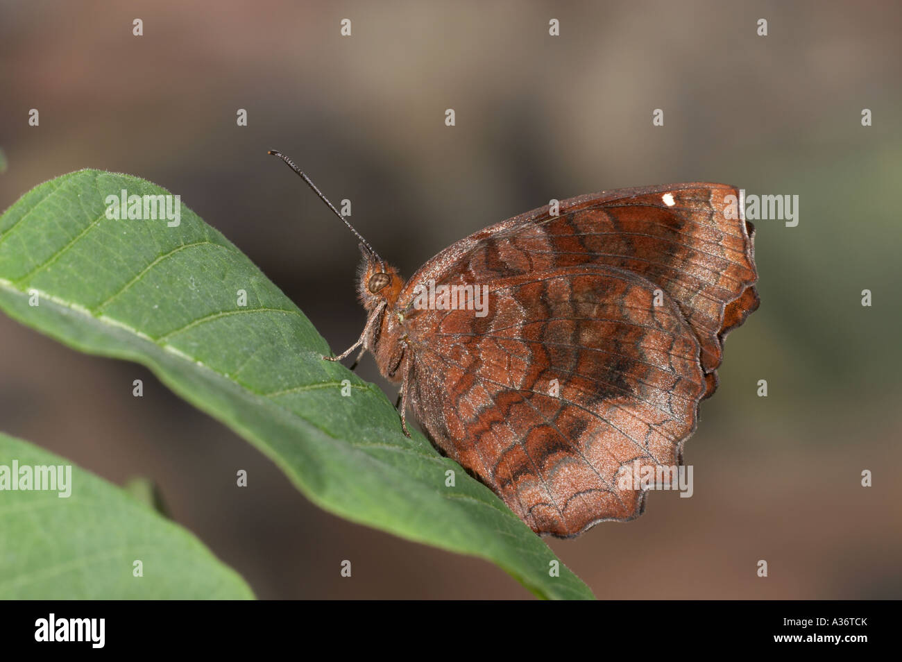 Angled Castor - Ariadne ariadne Stock Photo - Alamy