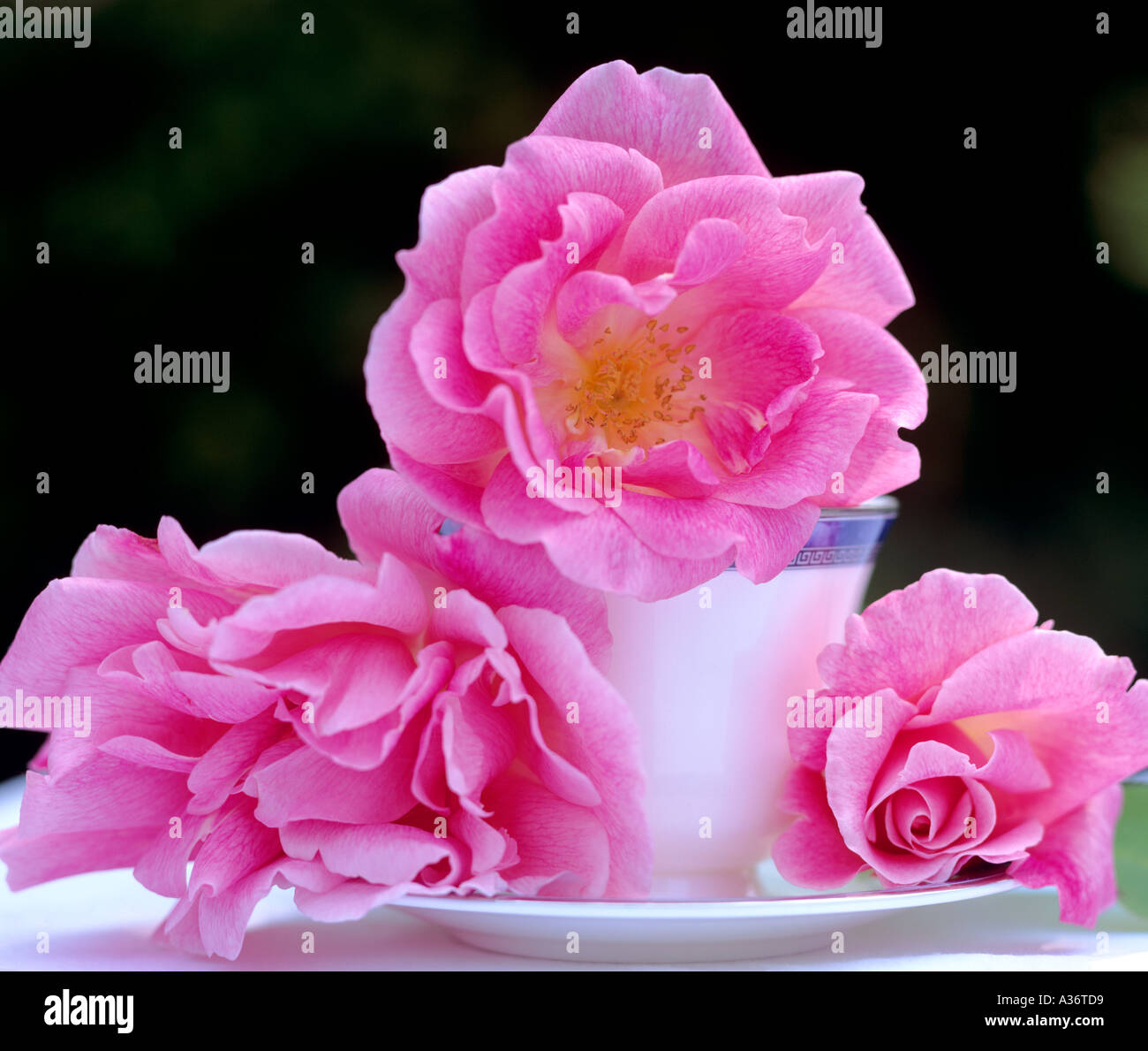 Pink Roses and Fine China Stock Photo - Alamy