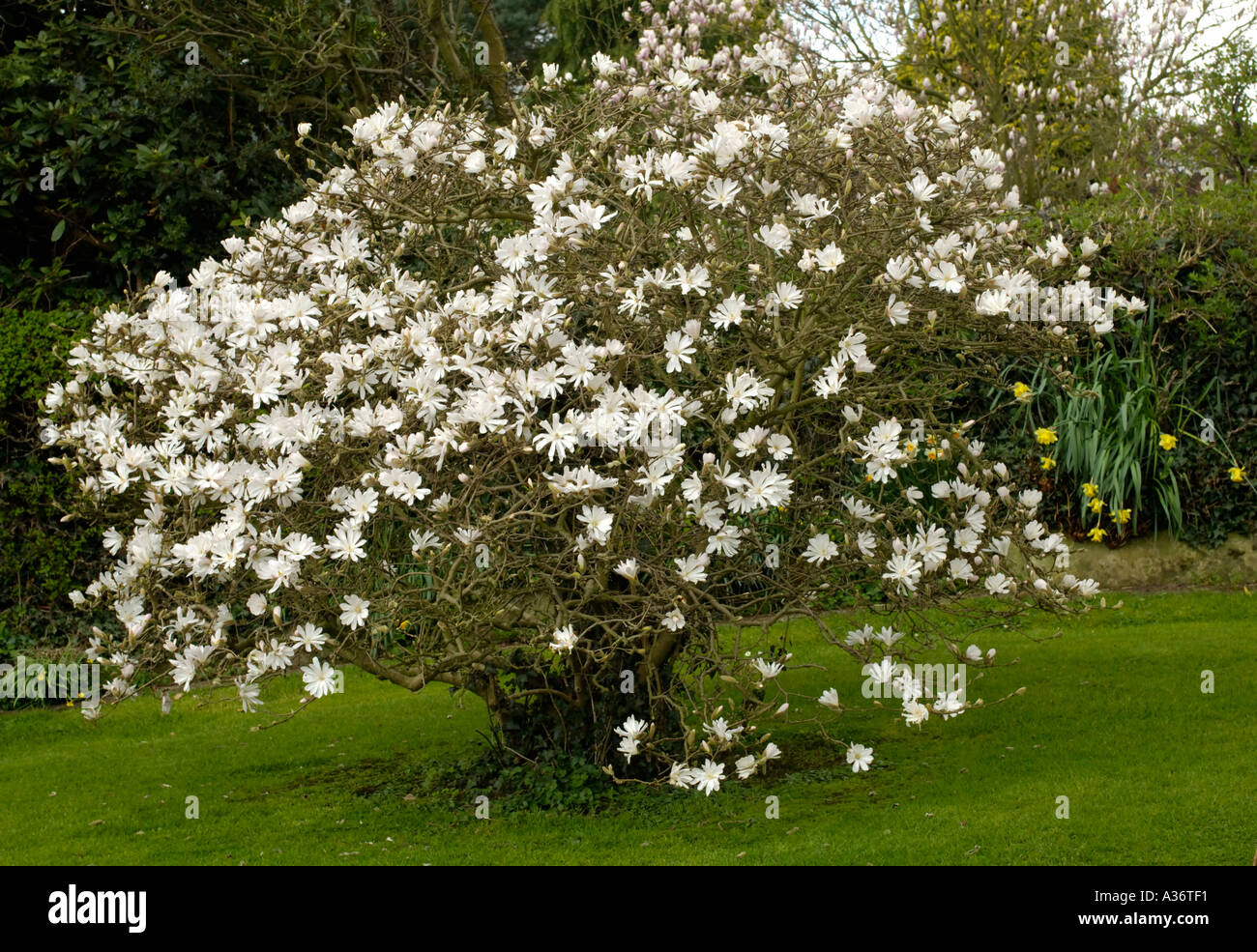English Garden Magnolia stellata Stock Photo - Alamy