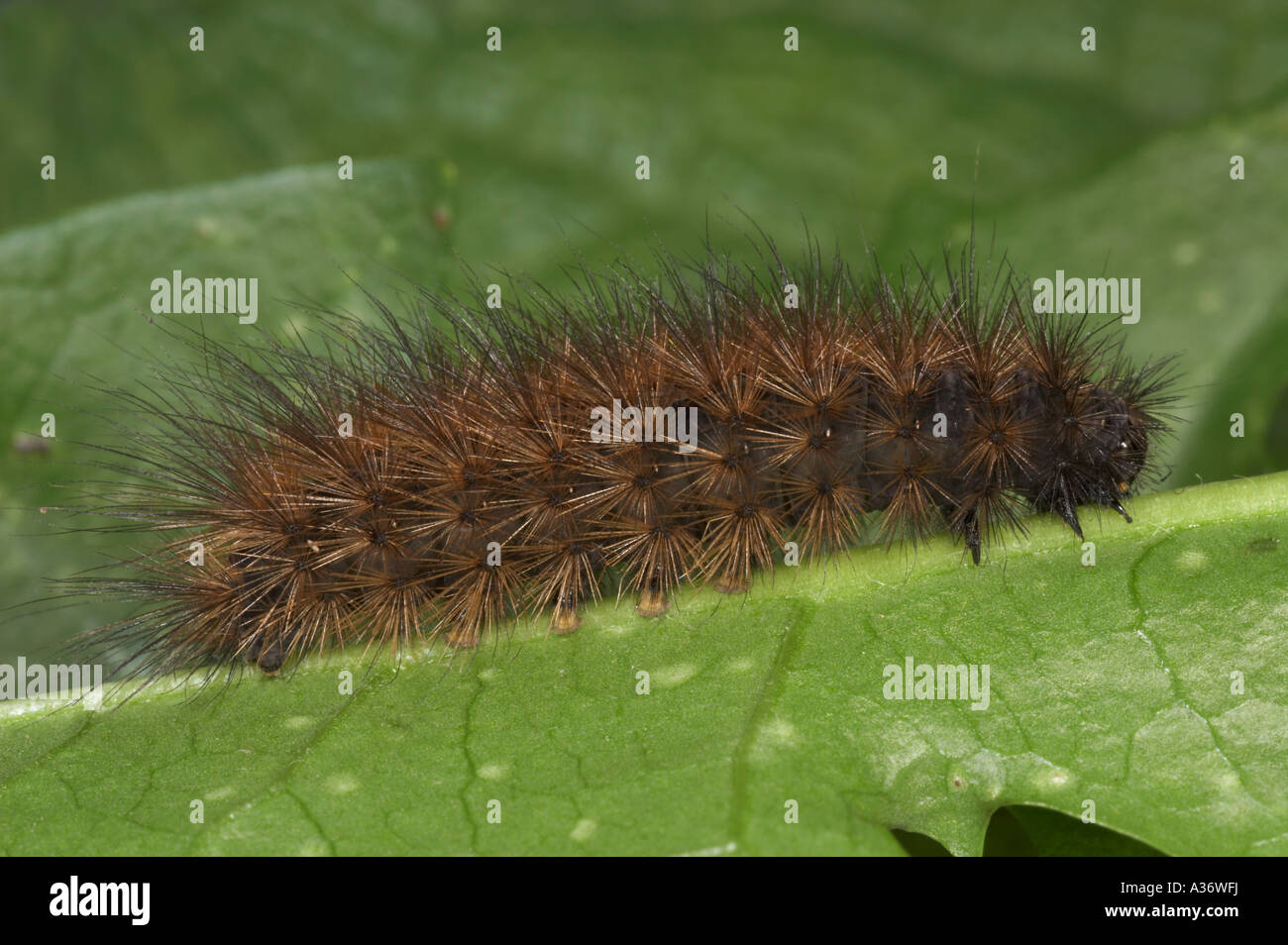 Ruby tiger moth caterpillar hi-res stock photography and images - Alamy