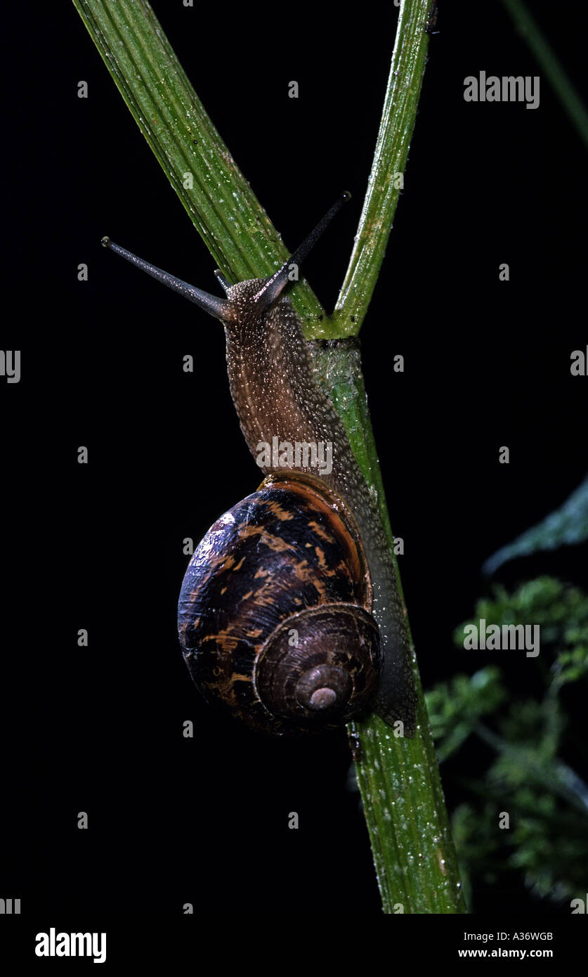 Common or Garden snail (Helix aspersa Stock Photo - Alamy