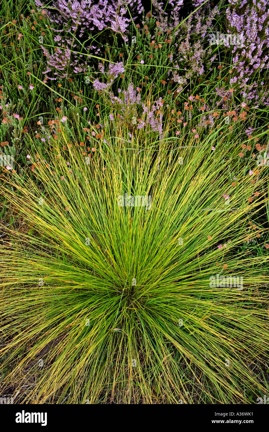 Bog rush juncus hi-res stock photography and images - Alamy