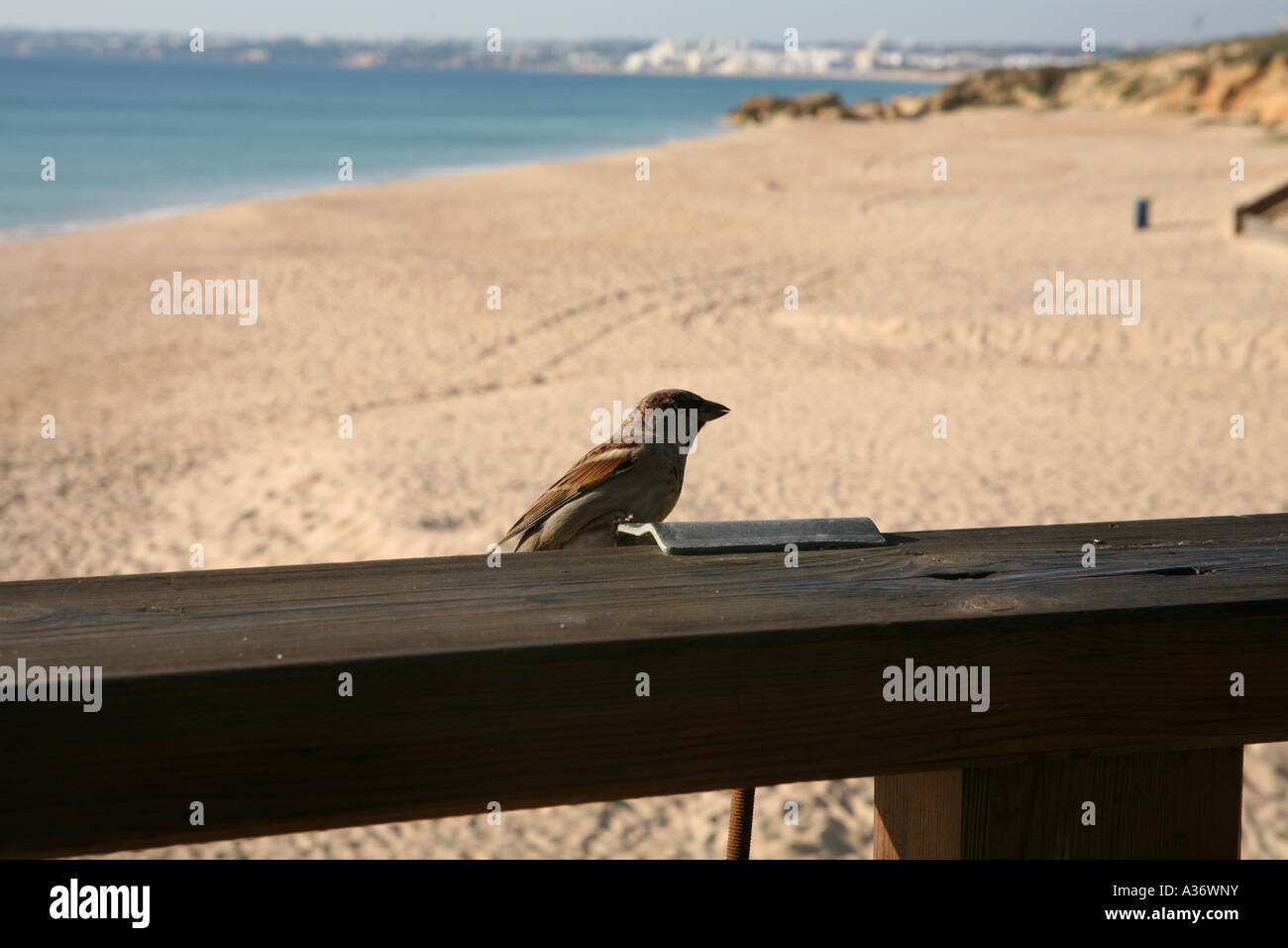 A sparrow sitting on a fence post on an algarve beach, portugal Stock ...