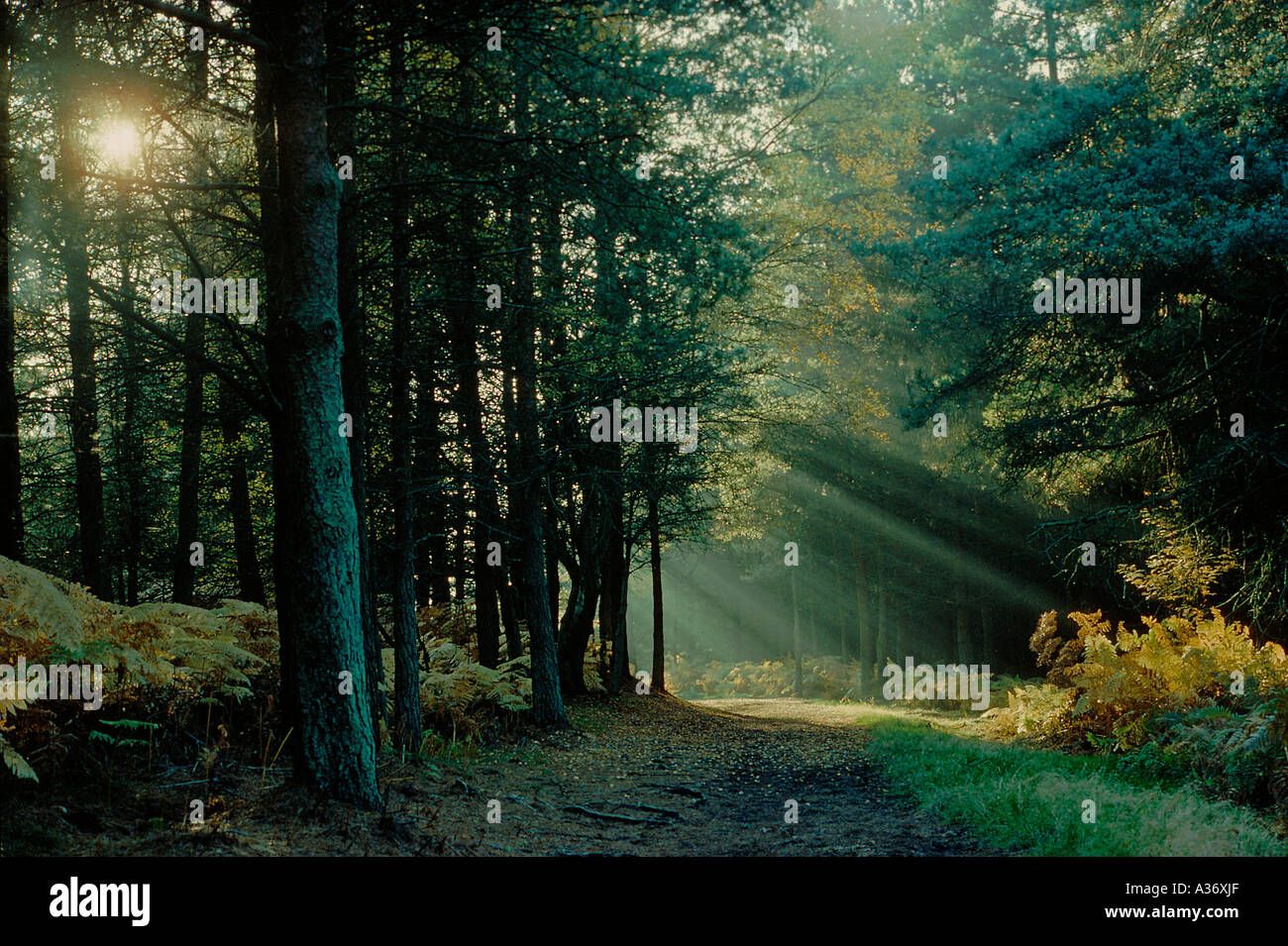 Surrey forest hi-res stock photography and images - Alamy