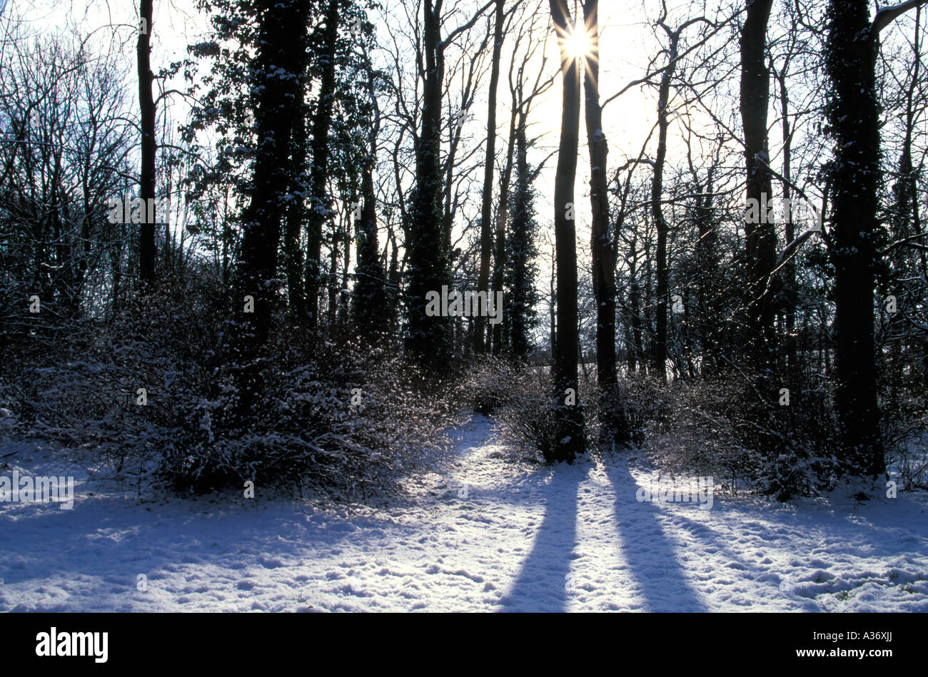 Sun Shining between Trees, Abington Park, Northampton, Northamptonshire ...