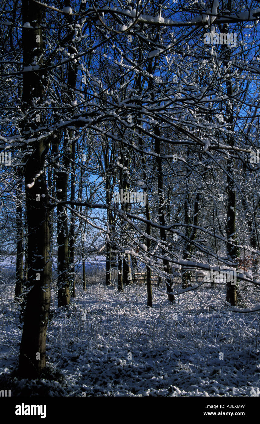 Snowy Trees, Lamport, Northamptonshire, England, UK Stock Photo - Alamy