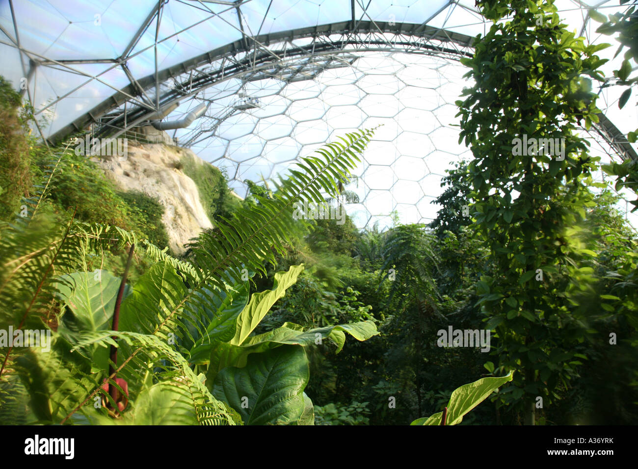 The troplical bio dome in the eden project, cornwall Stock Photo - Alamy