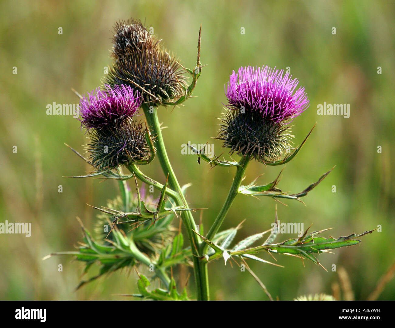 Mountain thistle hi-res stock photography and images - Alamy