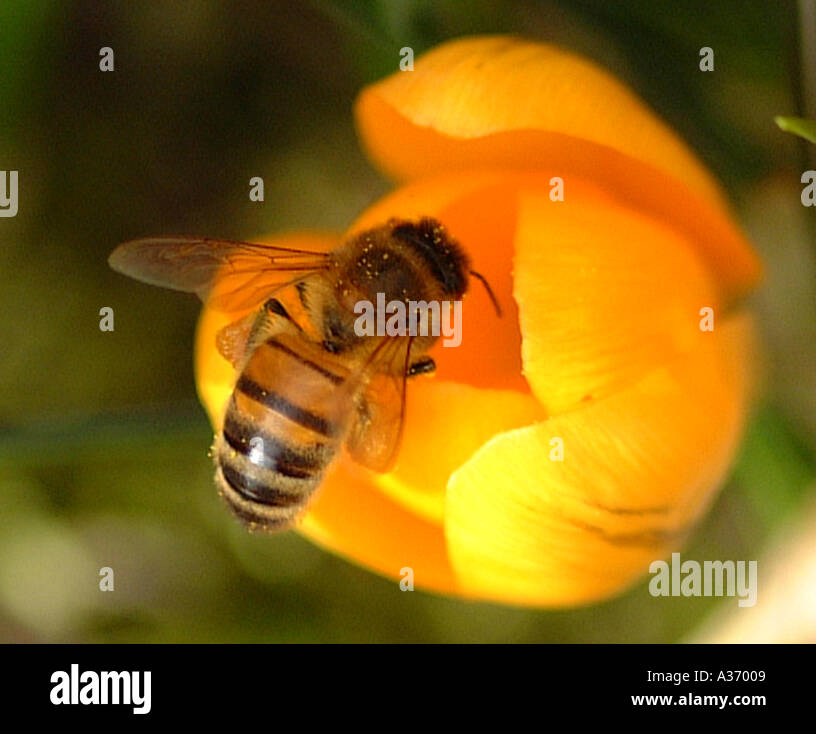 Spring bulb and bee hi-res stock photography and images - Alamy