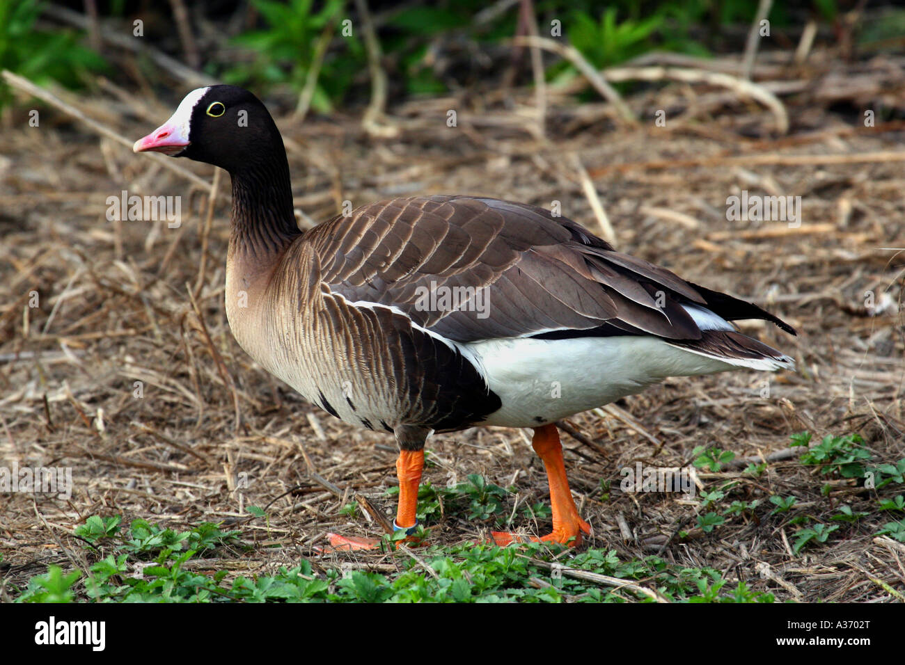 Lesser White-fronted Goose Stock Photo - Alamy