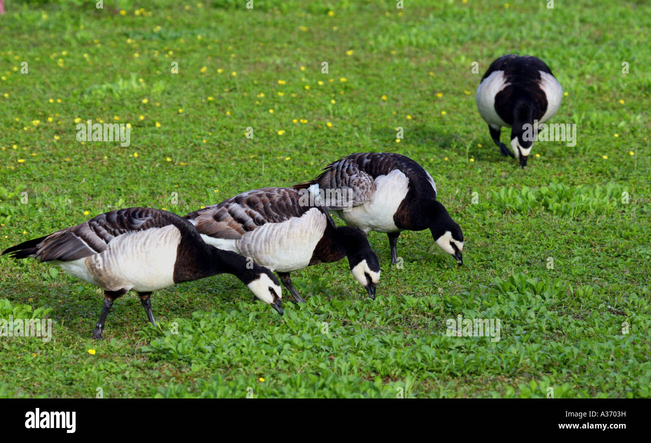 Duck barnacle hi-res stock photography and images - Alamy