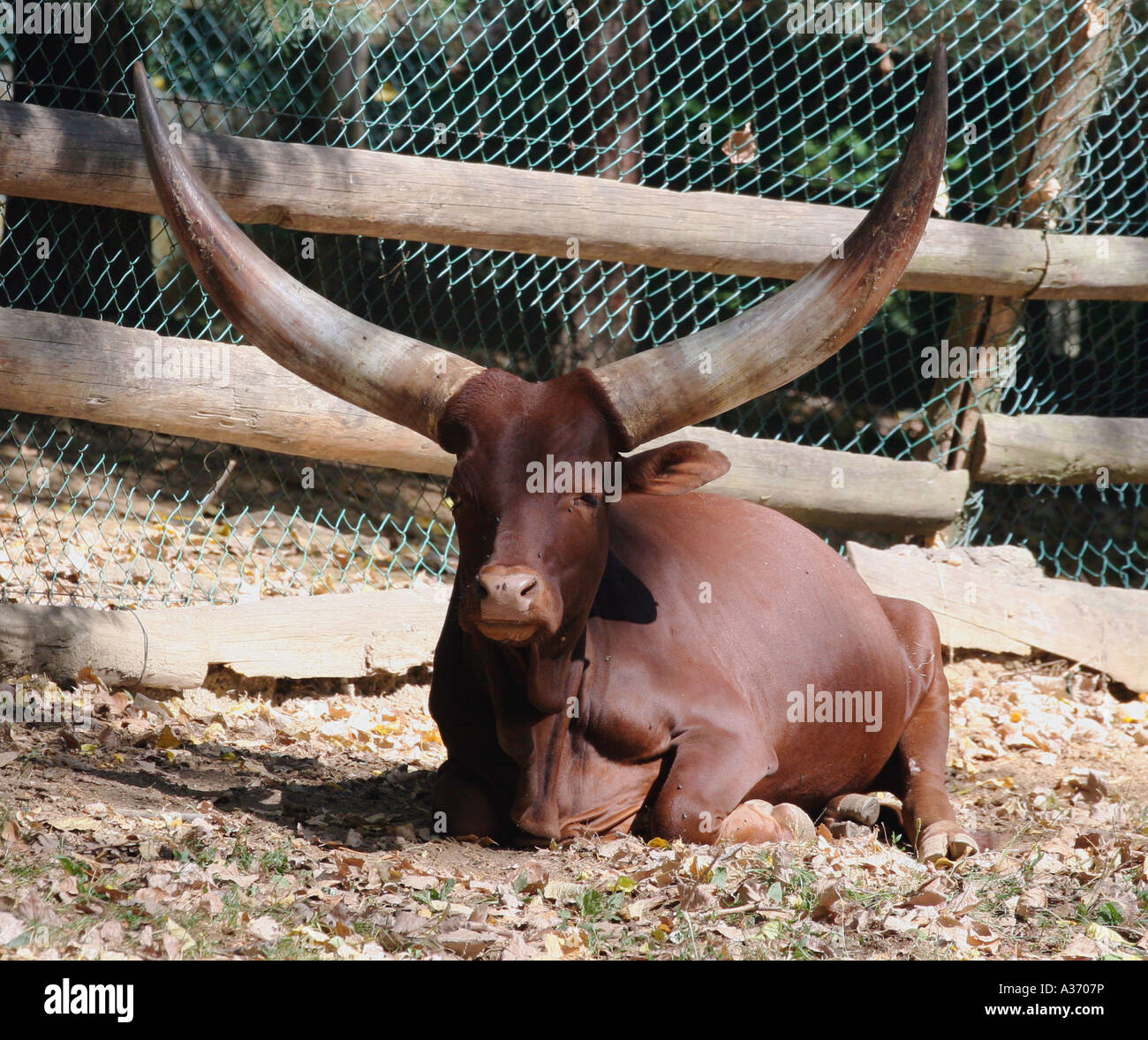 Ox of the Watussi.Aurochs Stock Photo - Alamy
