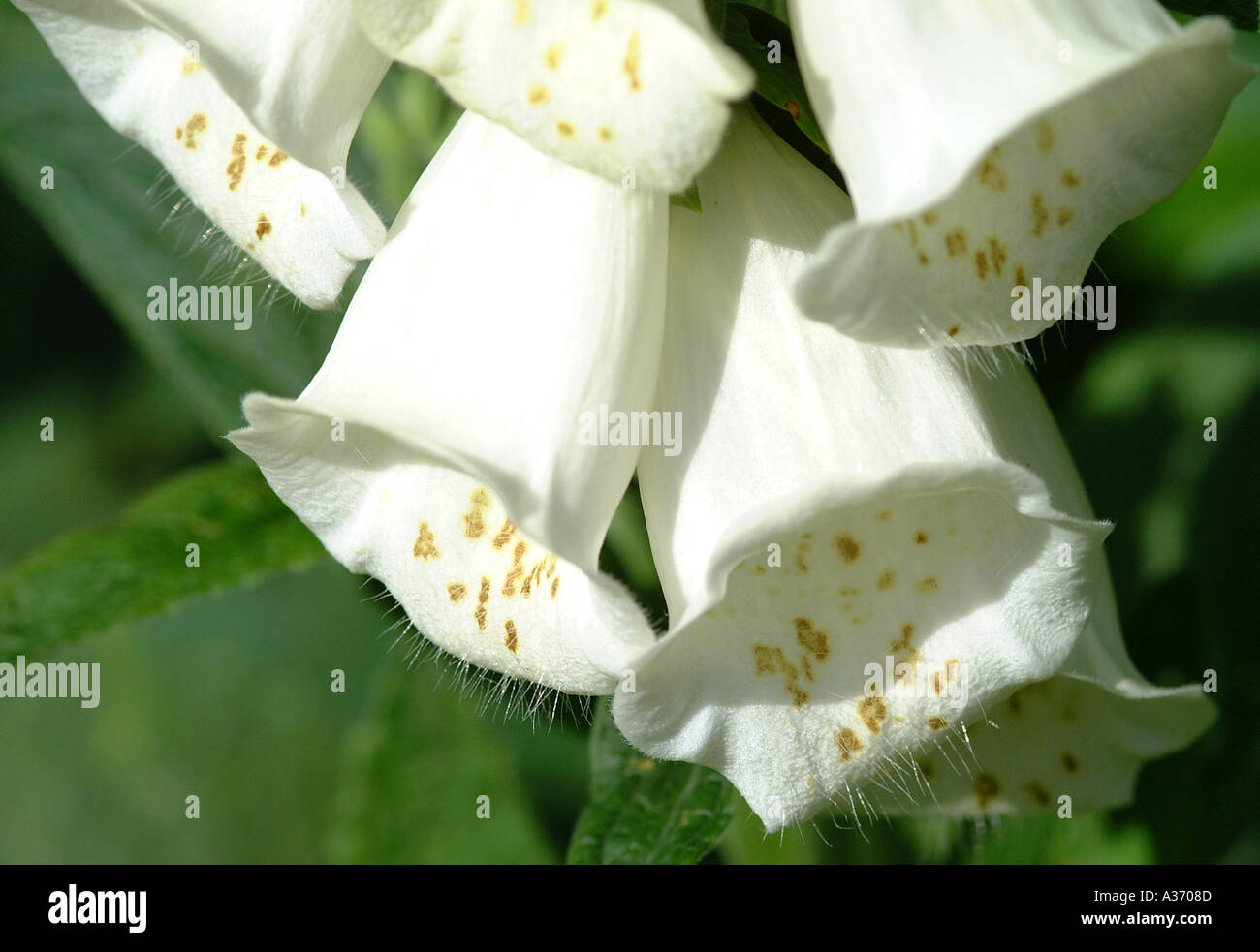 Foxglove Digitalis Alba Stock Photo - Alamy