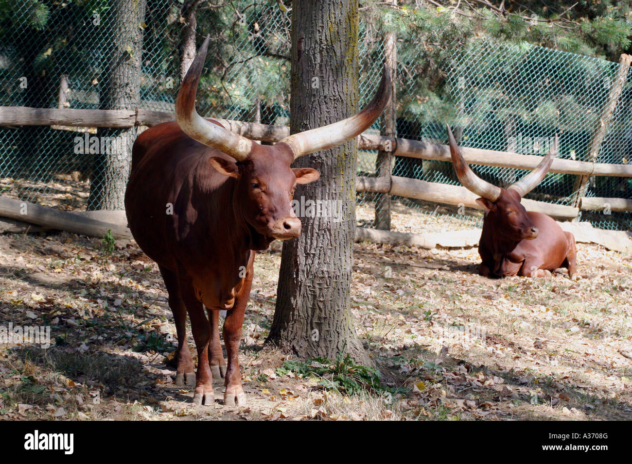 Ox of the Watussi.Aurochs Stock Photo - Alamy