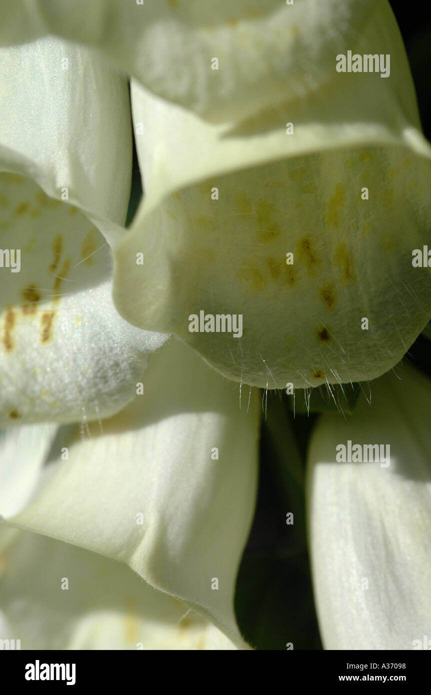 Foxglove Digitalis Alba Stock Photo - Alamy