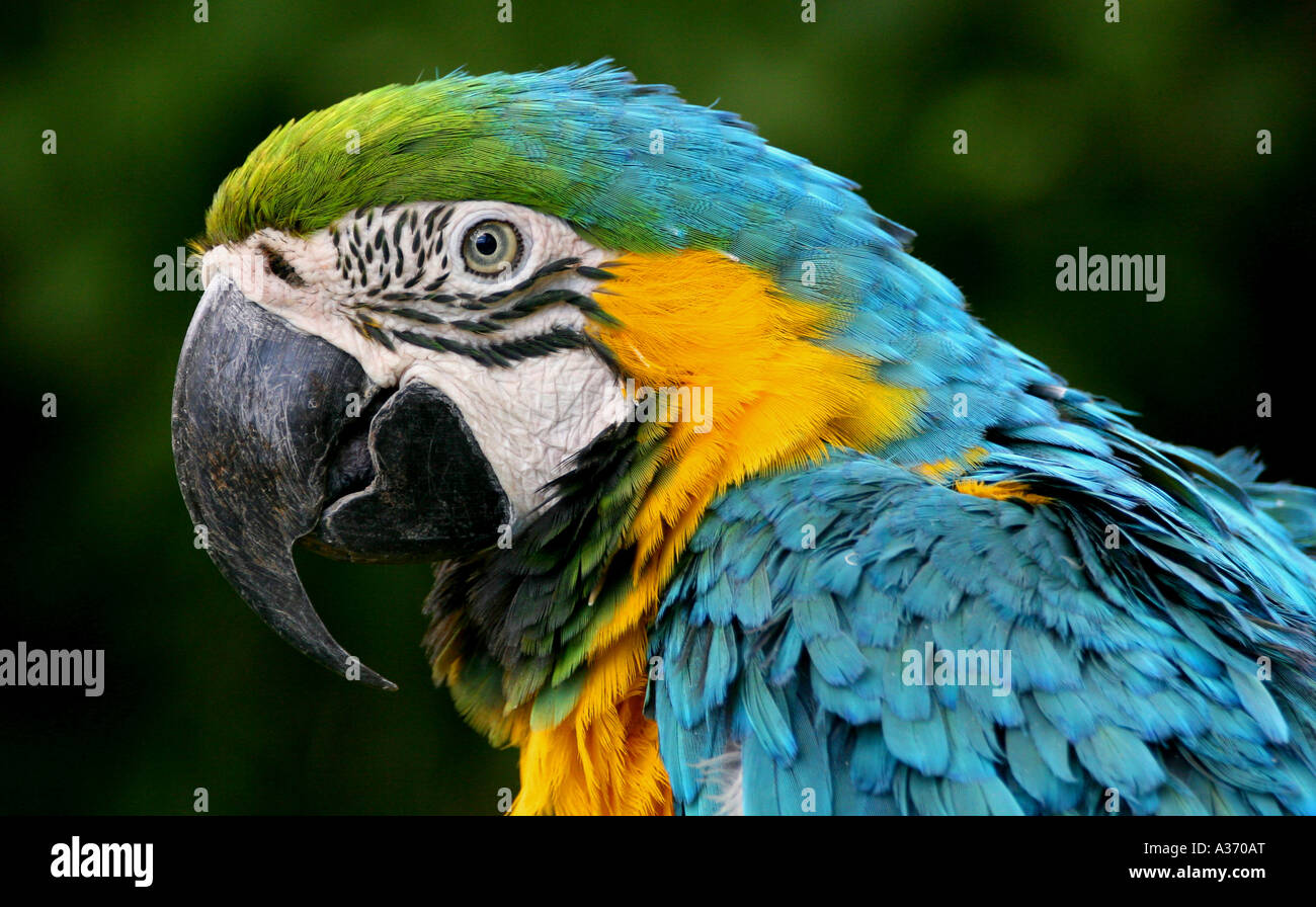 Parrot Macaw Ara Ararauna Stock Photo - Alamy