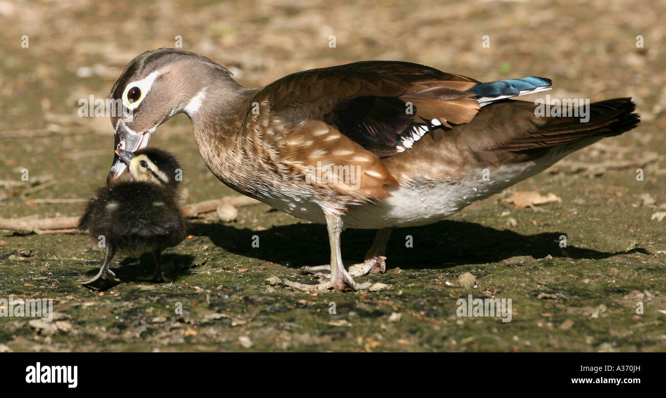 Carolina duck female. Aix sponsa Stock Photo - Alamy