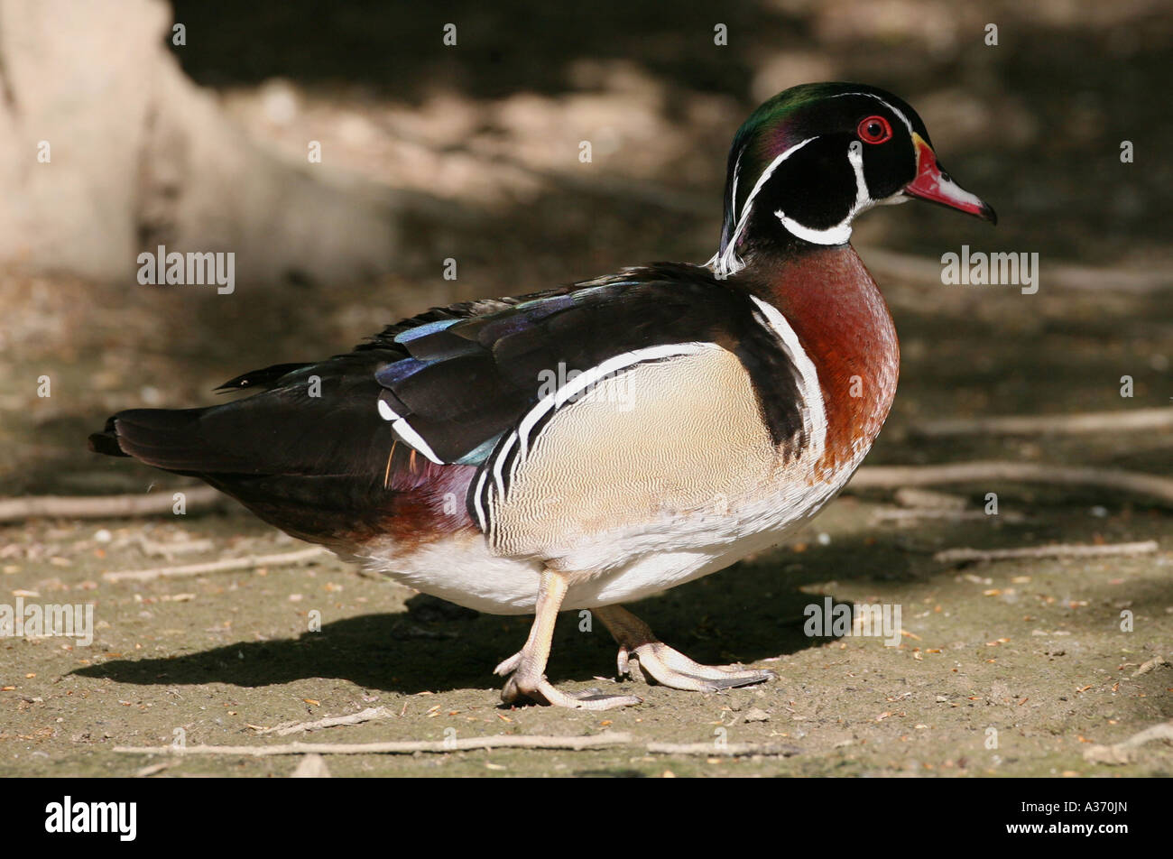 Carolina duck,or aix sponsa Stock Photo - Alamy