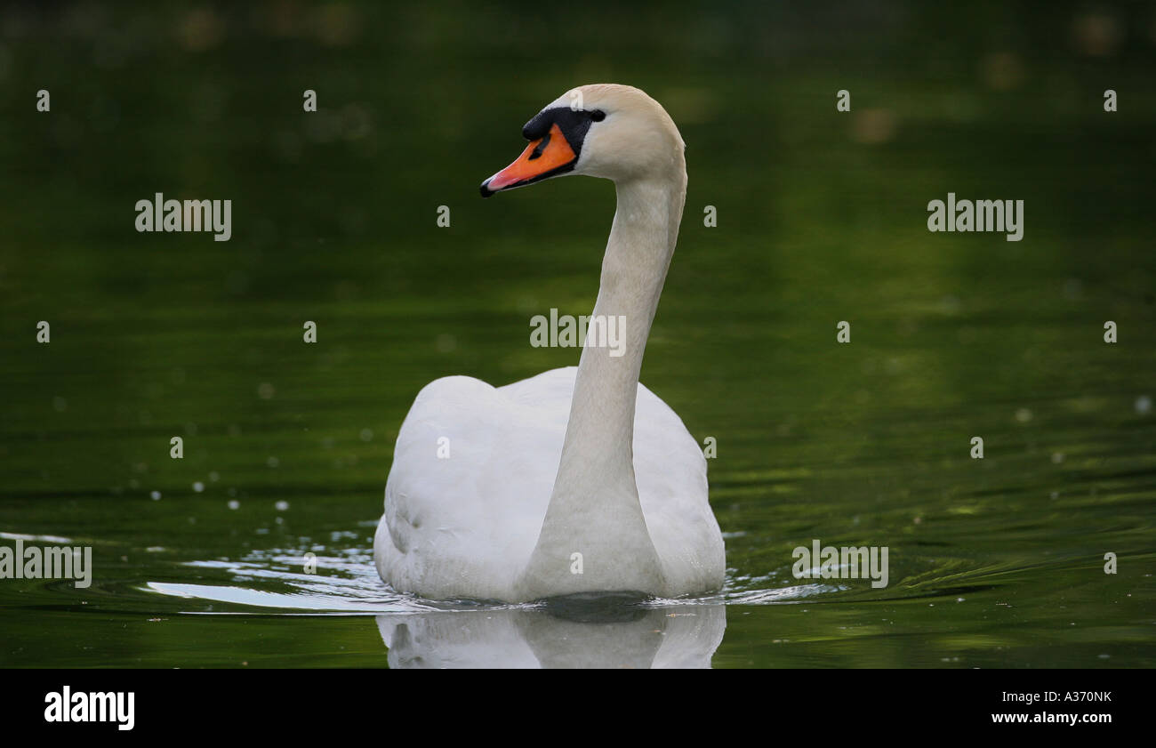Mute swan olor cygnus. Cigno reale Stock Photo - Alamy