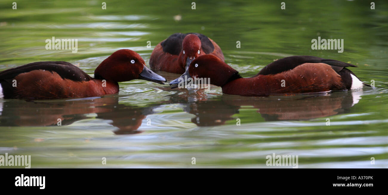 Ferruginous duck-Aythya Nyroca Stock Photo - Alamy