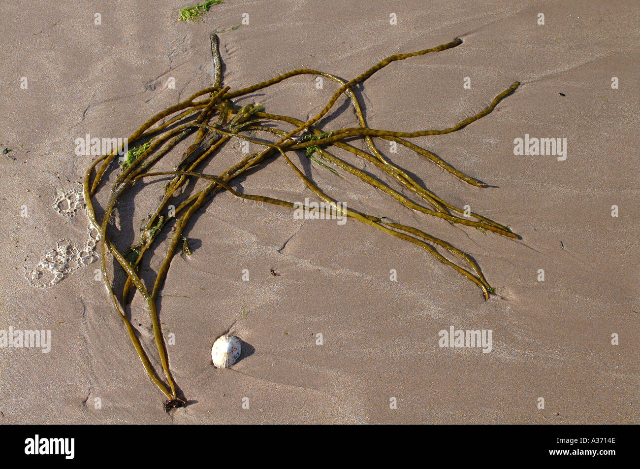 Seaweed on beach Stock Photo - Alamy