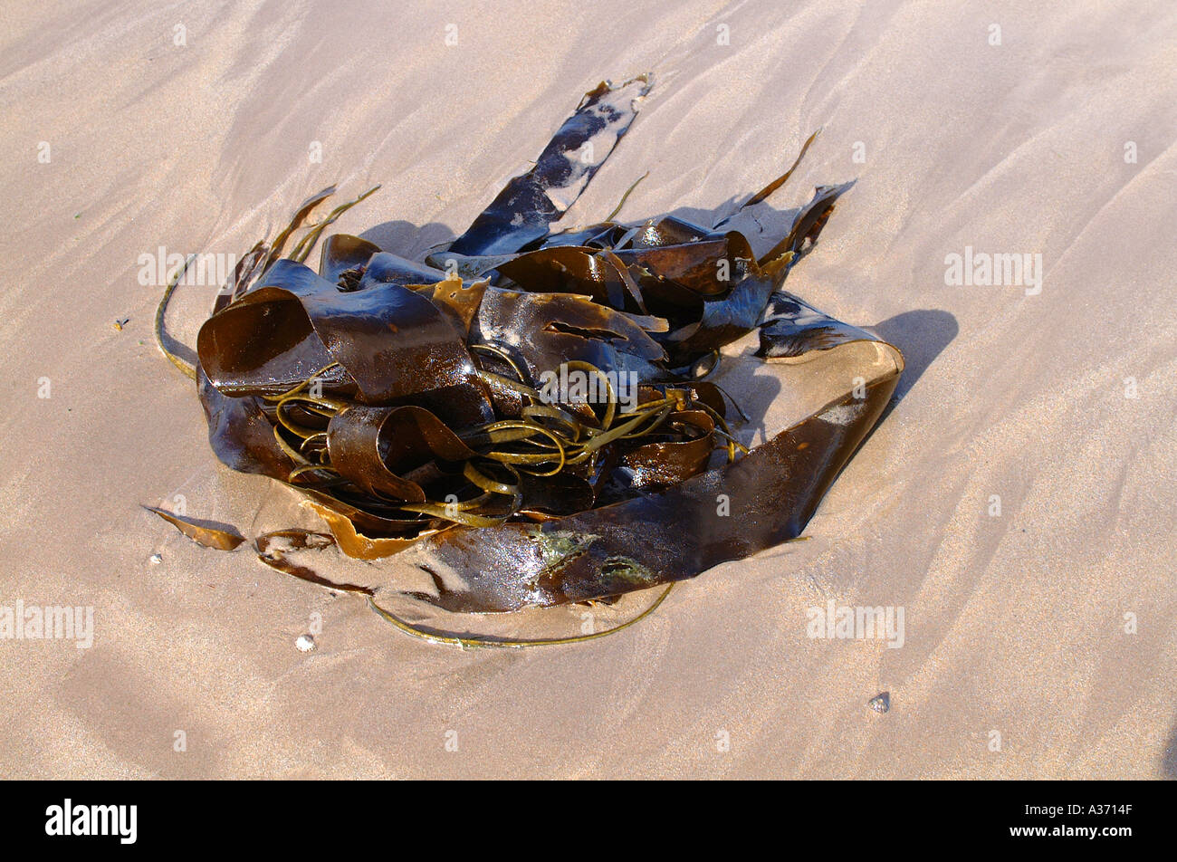 Seaweed on beach Stock Photo - Alamy