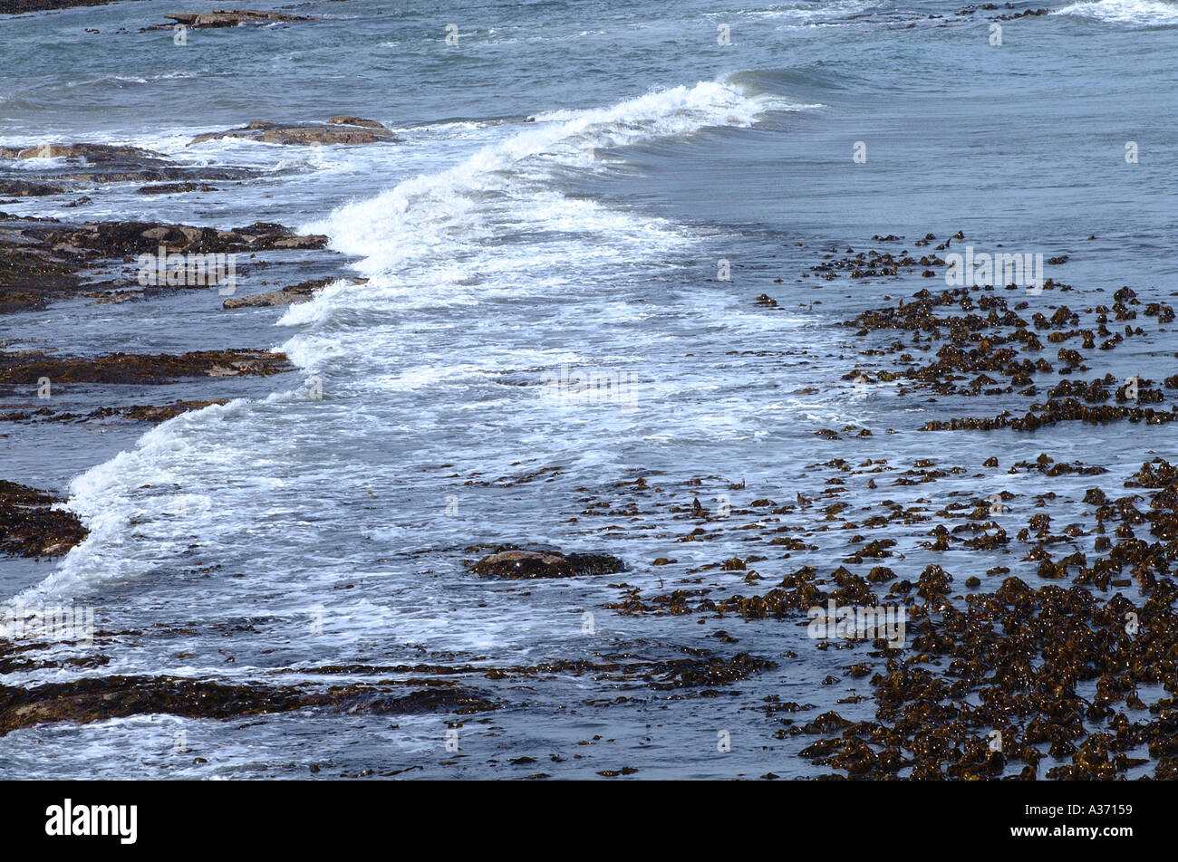 Seaweed at Seahouses Northumberland Stock Photo - Alamy