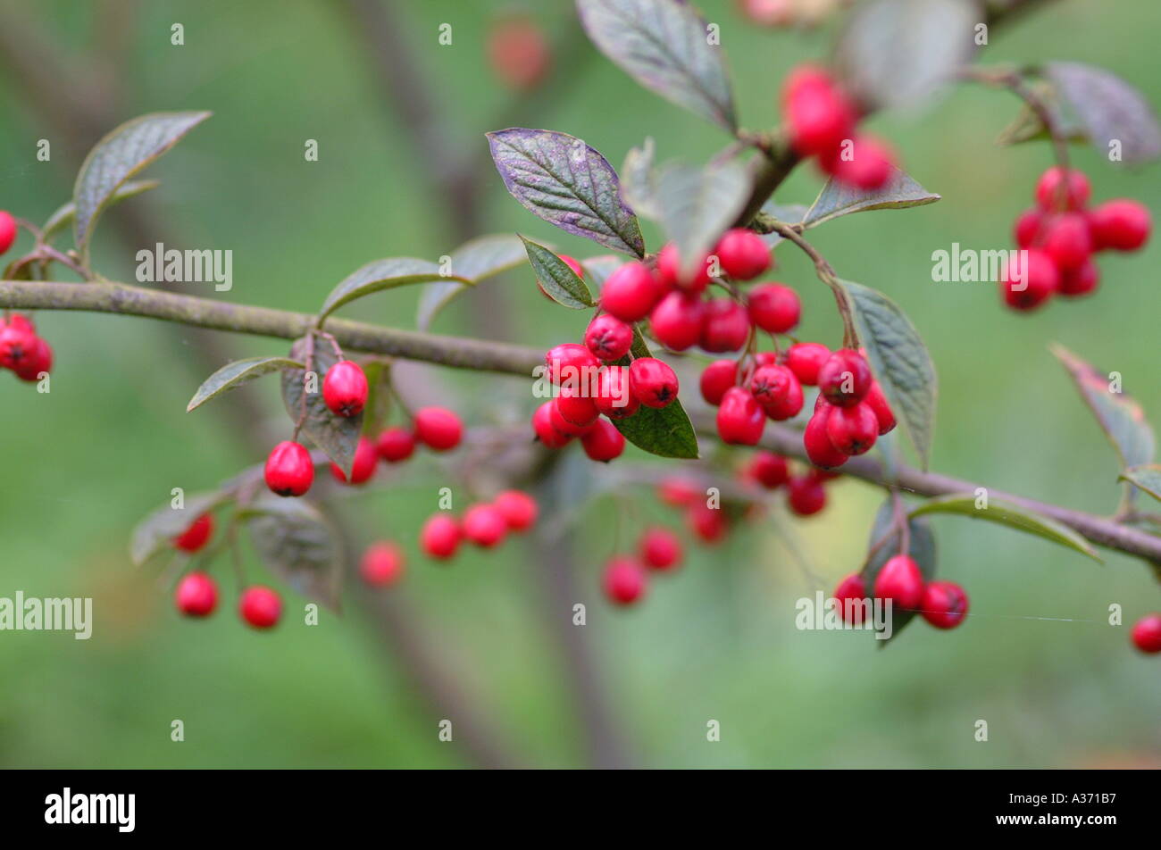 Cotoneaster lacteus Rosaceae Stock Photo - Alamy