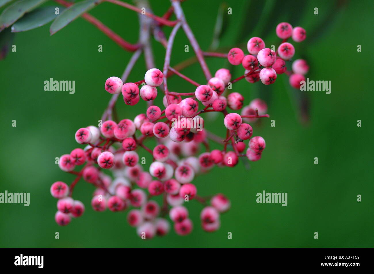 Sorbus vilmorinii hi-res stock photography and images - Alamy
