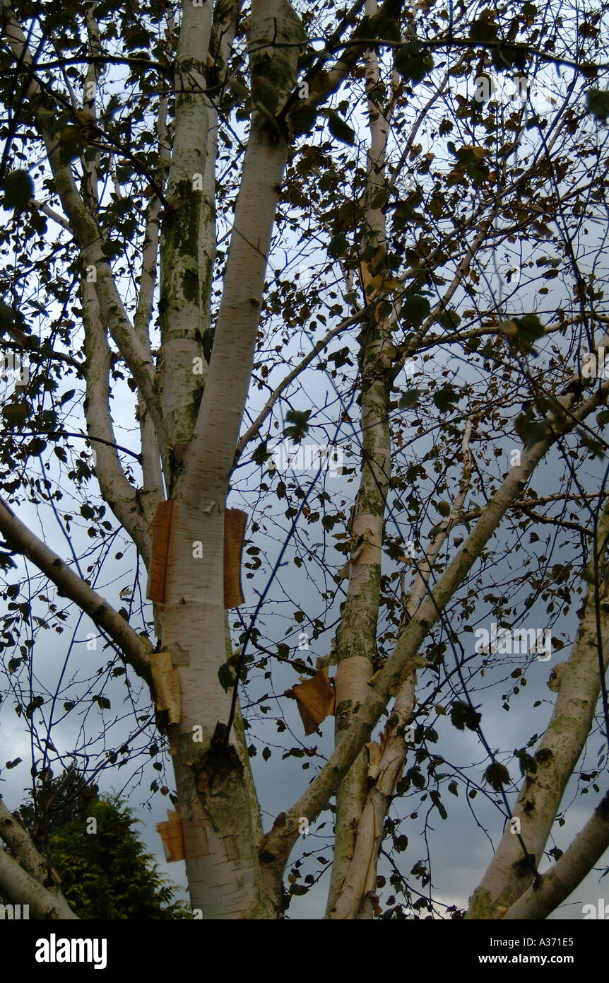 Maple Paper Bark Acer griseum Stock Photo - Alamy