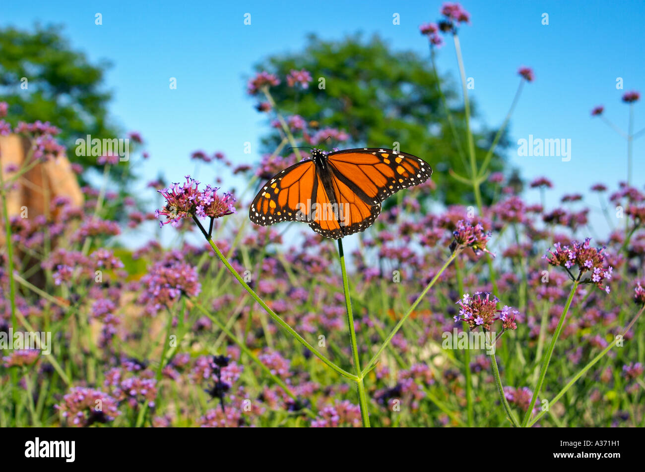 Monarch butterfly on verbena flowers (Danaus plexippus, Verbena ...
