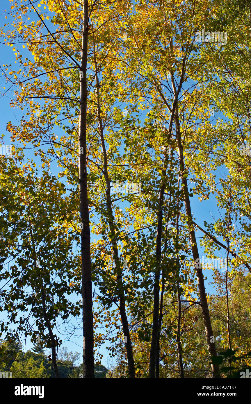 Ontario, Canada woods in autumn. North American poplar trees against ...