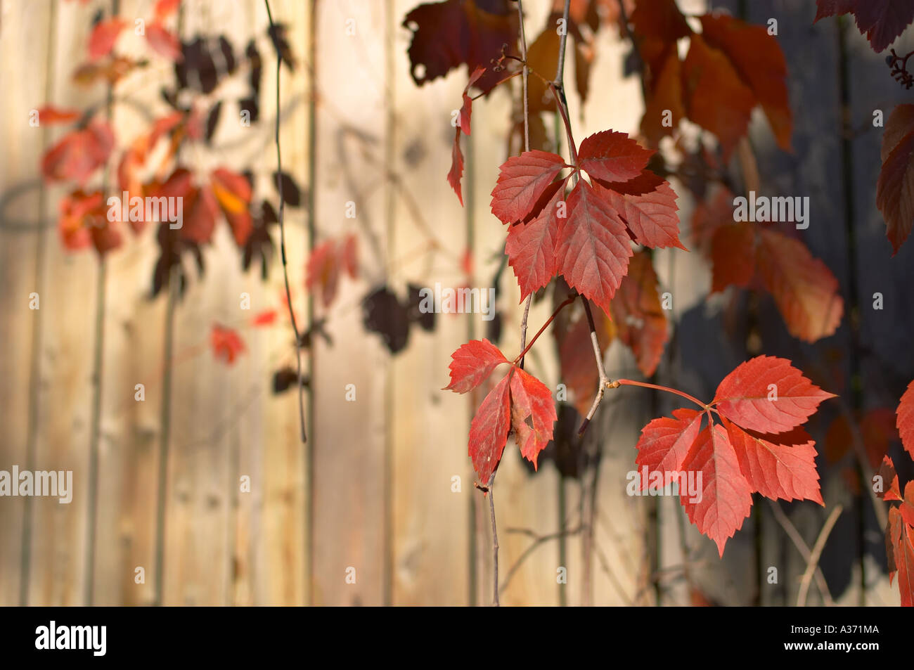 Red grape leaves and vine in fall Stock Photo - Alamy