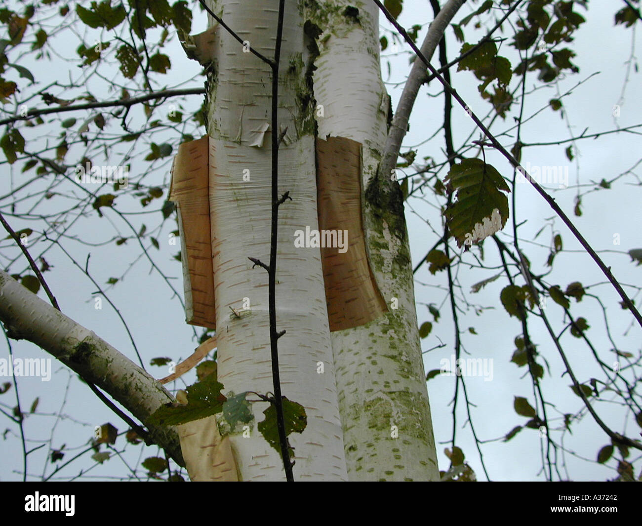 Maple Paper Bark Acer griseum Stock Photo - Alamy