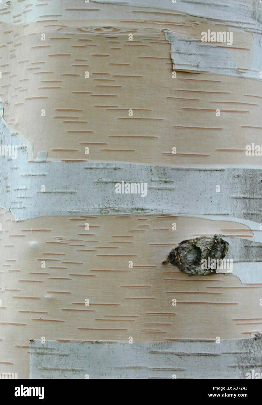 Bole paper bark tree in hi-res stock photography and images - Alamy