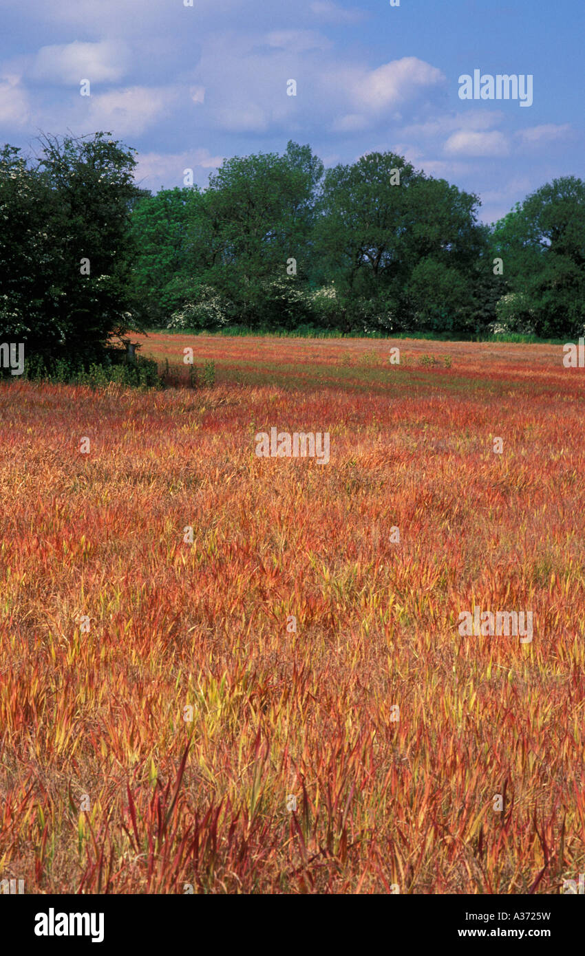 Set aside field hi-res stock photography and images - Alamy