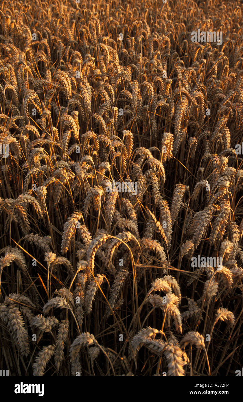 Wheat Field Close up Stock Photo - Alamy