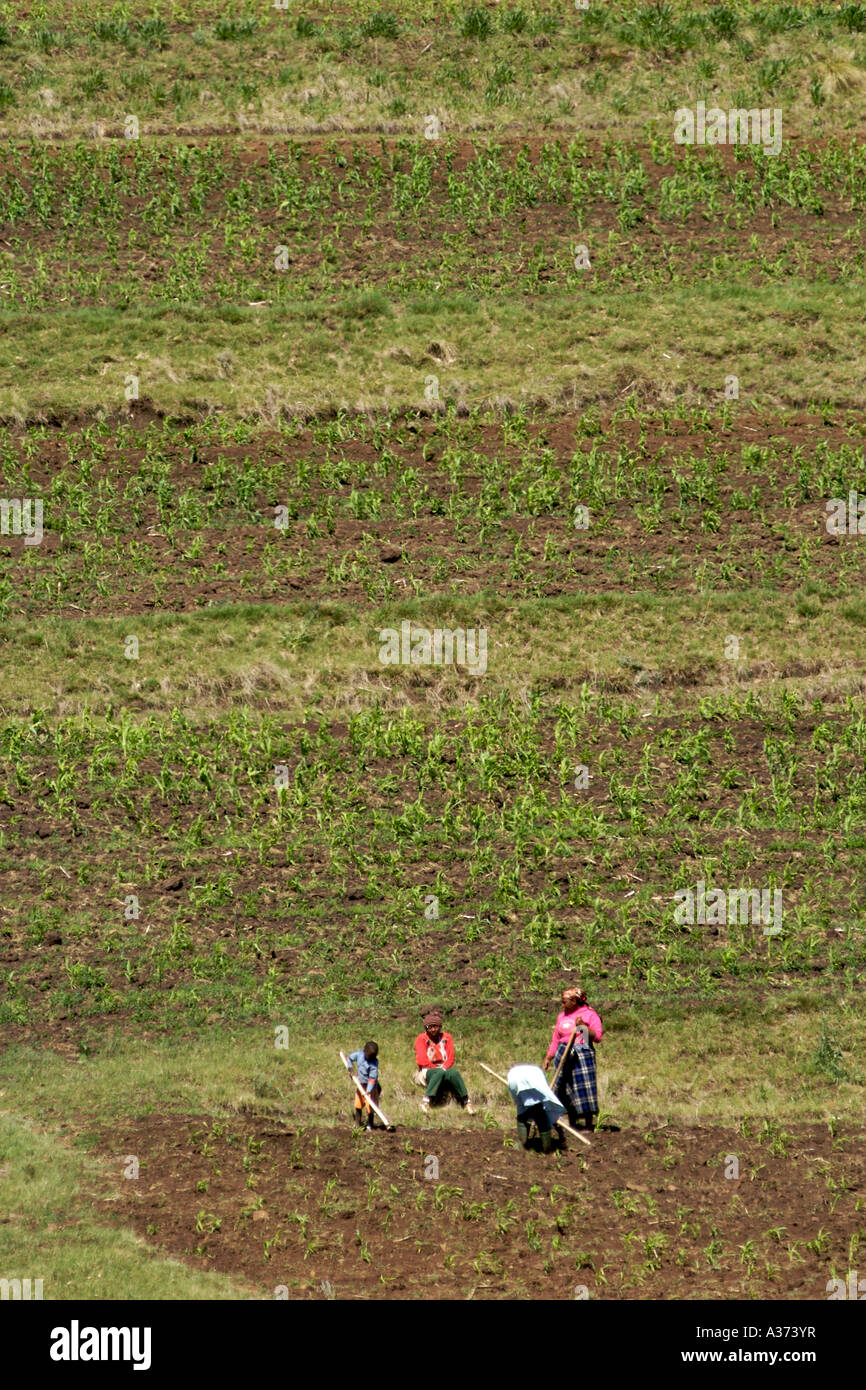 Agriculture In Lesotho Stock Photos & Agriculture In Lesotho Stock ...