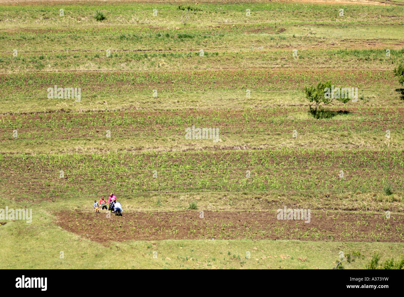 Agriculture in lesotho hi-res stock photography and images - Alamy