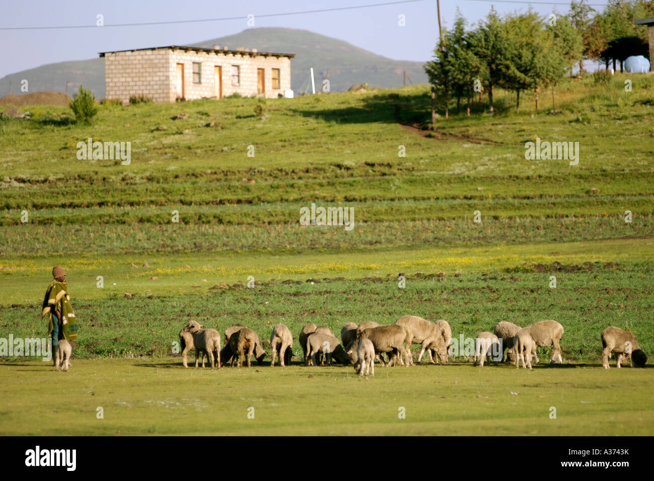 Basotho sheep herder in the mountain village of Semonkong in Lesotho ...
