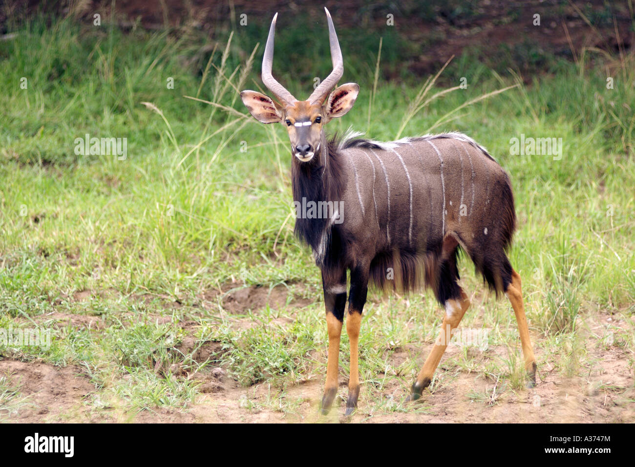 A male nyala (tragelaphus angasii) in South Africa's Hluhluwe-Umfolozi ...
