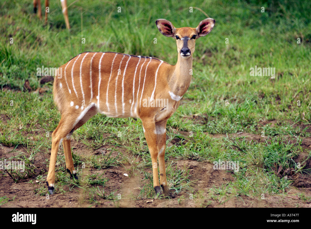 A female nyala (tragelaphus angasii) in South Africa's Hluhluwe ...
