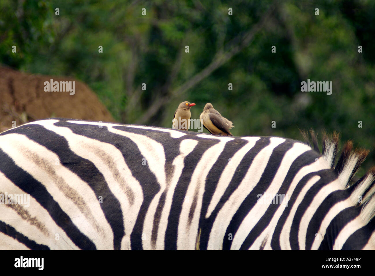Red billed oxpeckers feeding off ticks on the back of a Plains zebra in ...